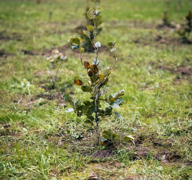 Sustainability with PLANT-MY-TREE